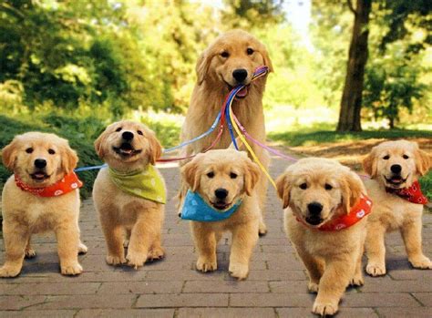 Картинки по запросу щенок золотистый ретривер Retriever Puppy, Dogs ...