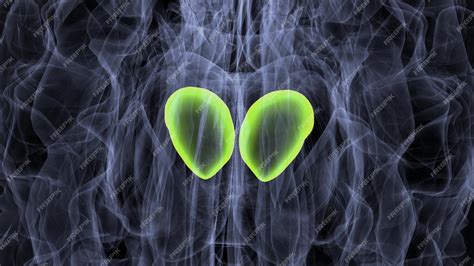 Premium Photo 3d Illustration Of Human Brain Brain Putamen Anatomy