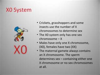 Sex Determination Linkage PPT