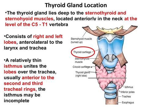 Clinical Anatomy Of Thyroid Gland
