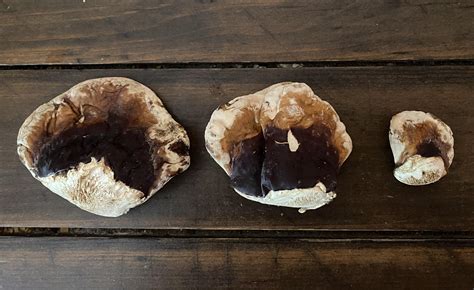 Ganoderma Tsugae Dried R Foraging