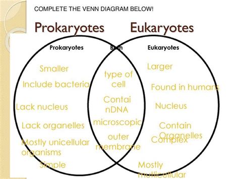 Differences Between Prokaryotes Eukaryotes