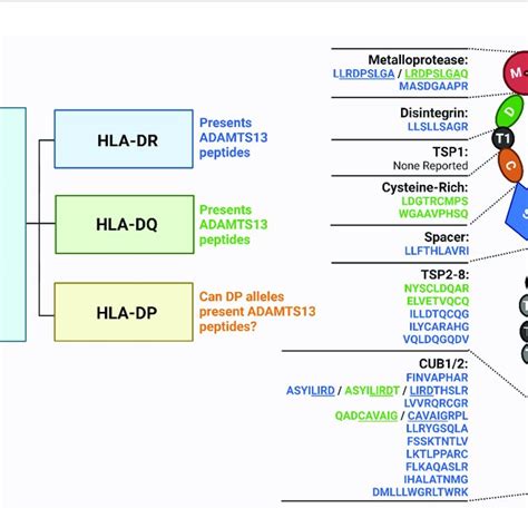 The Adamts13 Peptidome Presented By Hla Class Ii Molecules Previous Download Scientific