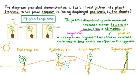 Thigmotropism Diagram