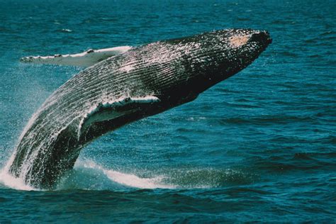 Types Of Whales The Cape May Whale Watcher