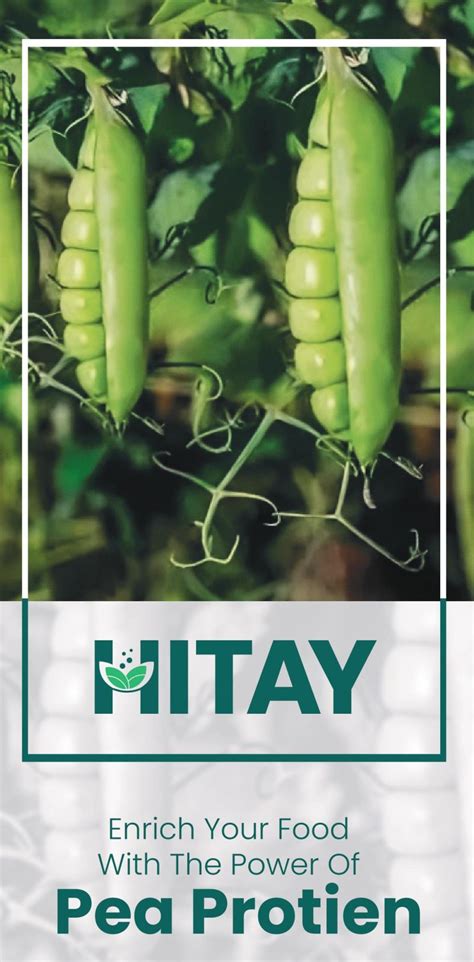 Hitayindustries Plantbasedprotein Sustainablemanufacturing Proteindryfractionation
