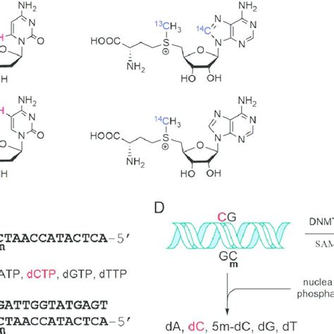 Figure S3 Chemoenzymatic Synthesis Of Isotope Labeled Atp And Sam