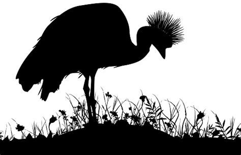 회색 즉 위 크레인 검은 즉 위 크레인 잔디 땅에 서와 꽃 흰색 배경에 고립 된 검은 실루엣 배너 템플릿 카드 디자인입니다 벡터 검은색에 대한 스톡 벡터 아트 및 기타