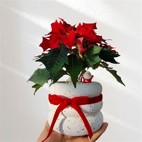 마카롱 팟 화이트스프레이