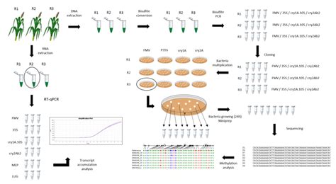 schematic overview of the experimental design sampling strategy and