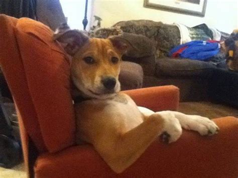 Pie Chart Meme Template