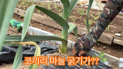 텃밭 농사 올해 코끼리 마늘 성공일까요 Youtube
