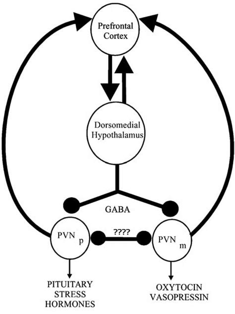 Part Of The Stress Regulating Interactions Between The Prefrontal