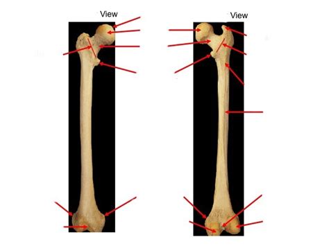 Chapter B Appendicular Skeleton LAB Diagram Quizlet
