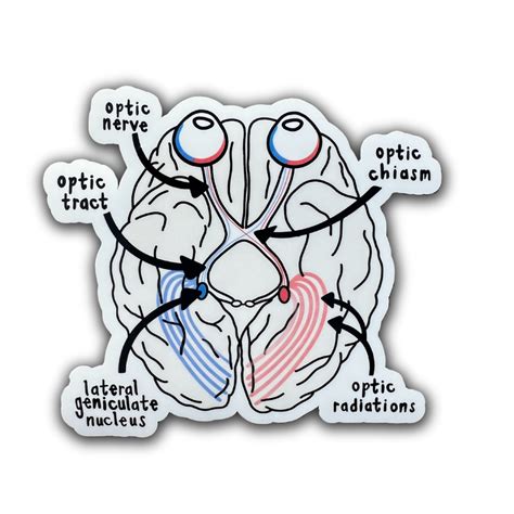 Visual Pathways Sticker Neurochallenged