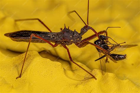 Premium Photo Adult Assassin Bug Preying On A Adult Male Winged