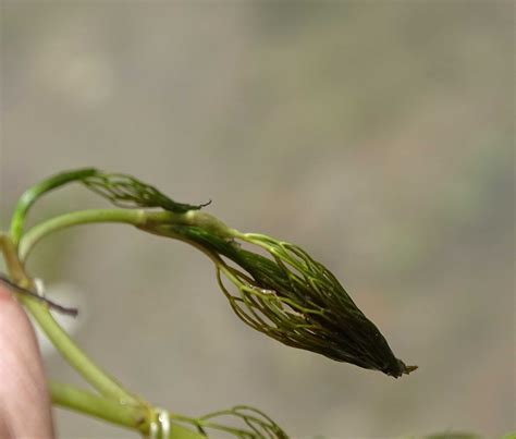 Ranunculus Trichophyllus Subsp Trichophyllus Eflora Of India