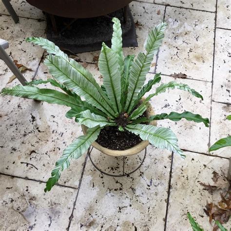 So Who Grows Bird Nest Ferns Asplenium Varieties In The Tropicals Forum