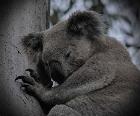 Four Bolt Loop Tay Hikes