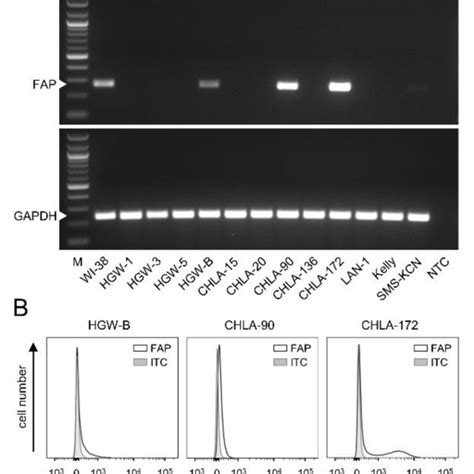 Analysis Of Fap Expression By Human Nb Cells A Representative Images Download Scientific