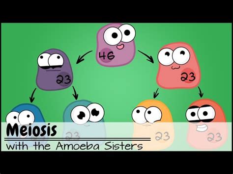 Understanding Meiosis The Key To Genetic Diversity Galaxy Ai