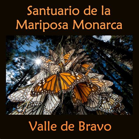 Santuario De La Mariposa Monarca En Valle De Bravo