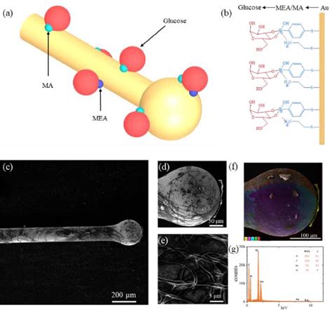 Figure 3 From Label Free Micro Probe Optical Fiber Biosensor For Selective And Highly Sensitive