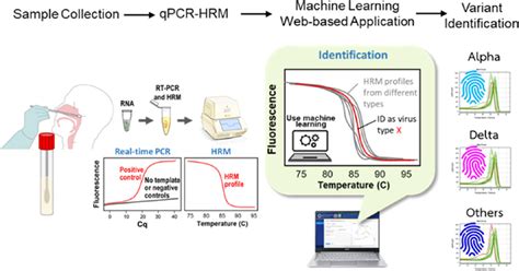 Machine Learning Assisted Real Time Polymerase Chain Reaction And High Resolution Melt Analysis
