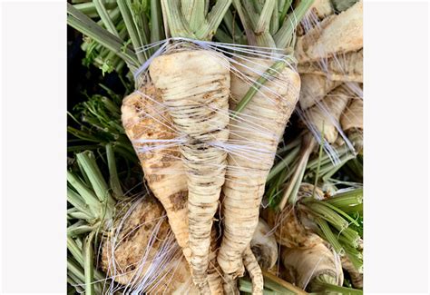 Корень Петрушки 1 кг купить с доставкой по Москве и России Эко Маркет