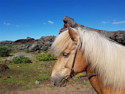 Tölt Magic Discovering The Unique Smooth Riding Gait Of Icelandic