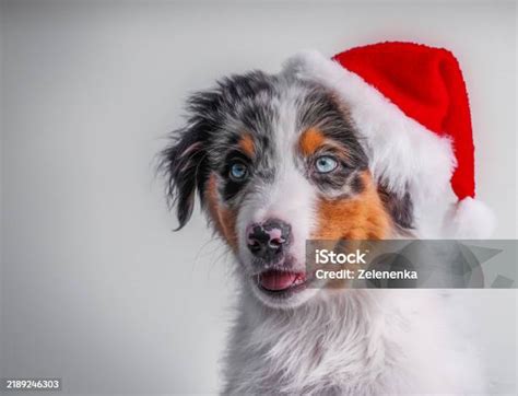 회색 배경에 크리스마스 모자를 쓴 호주 셰퍼드의 초상화 축제적이고 귀엽다 0명에 대한 스톡 사진 및 기타 이미지 0명 12월 가축 Istock