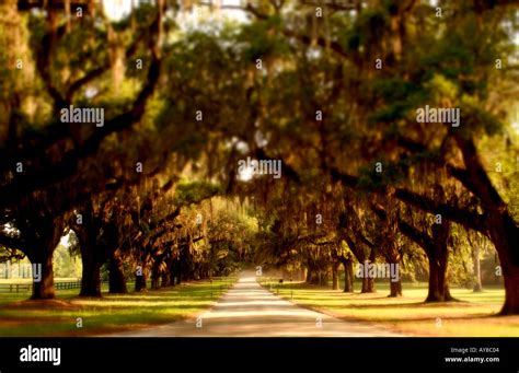 Horizontal Color Image Of The Famous Avenue Of Oaks At Boone Hall