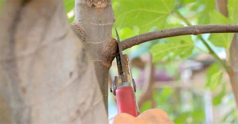 Tips To Help You Prune Trees Like A Pro Snappy Living