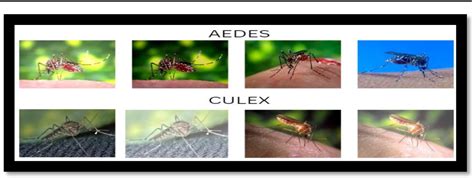 Figure 1 From Mosquito Detection And Classification Using Machine Learning Algorithms Semantic