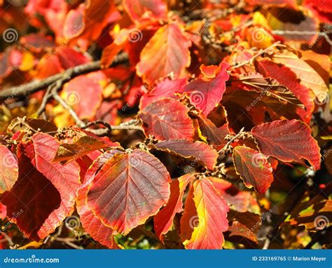 Colors Of Autumn Fall Red Leafs Of A European Beech Tree Stock Image