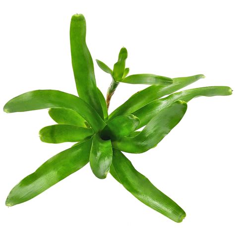 Neoregelia Mephisto Aquasabi Aquascaping Shop