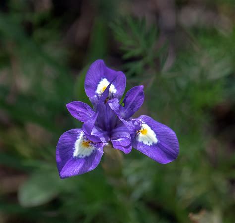 Moraea Sisyrinchium Flower Free Photo On Pixabay Pixabay