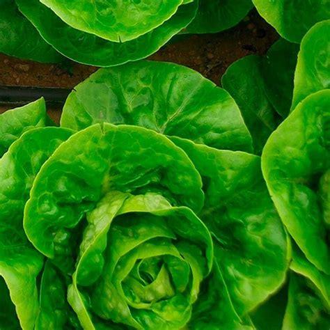 Салат Албара Albara ЭКСПРЕСС АГРО