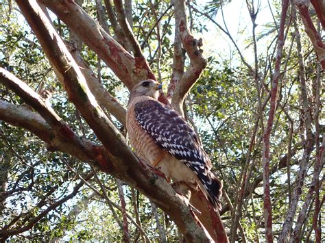 Red Shouldered Hawk Birdforum