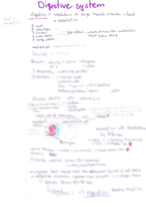 SOLUTION Digestive System Studypool