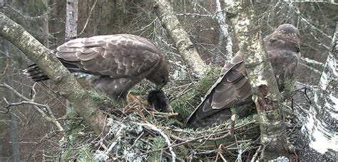 Video Second Egg In Buzzard Nest Looduskalender Ee