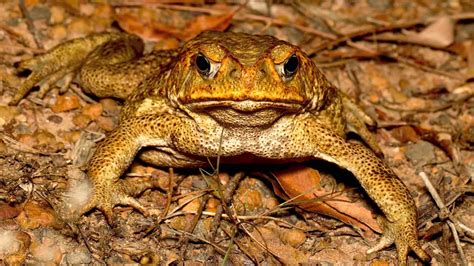 Toad Busters Take Up The Fight Against Deadly Pest In Northern