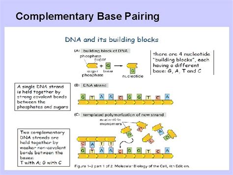 Dna Replication Complementary Base Pairing Semiconservative Replication Topoisomerase