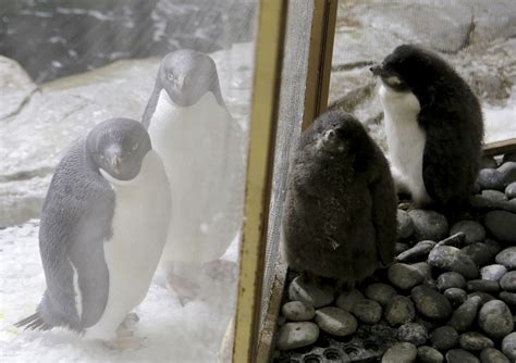 Recrearon La Antártida Para El Nacimiento De Dos Pingüinos En El