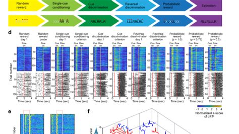 Rethinking Reinforcement Learning New Insights From Dopamine Signaling