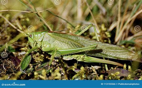 Insect Grasshopper Locust Cricket Like Insect Picture Image 113155566