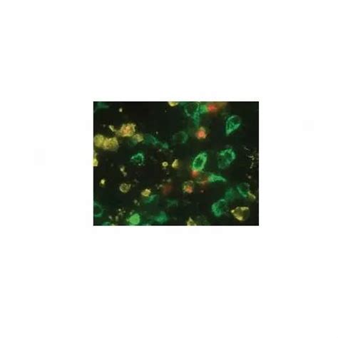 Cell Based Assay Service In Chennai Id 23878163562