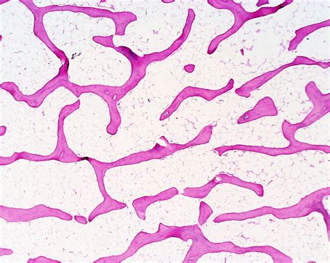 Filebone Histology 011 Embryology