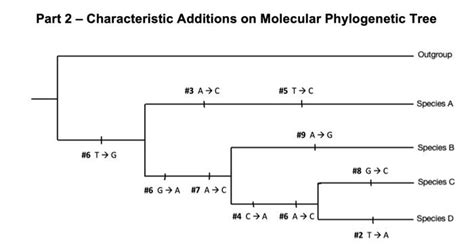 Provide A Summary Of The Two Phylogenetic Trees Be
