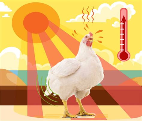 Phytogenic Feed Additives Intervention Mitigating Heat Stress In Poultry Birds Vprint Infotech